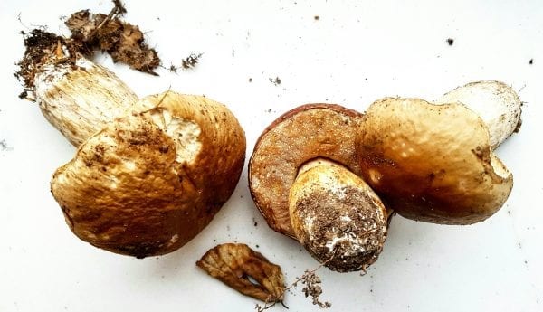 Vrganji sa šurlicama | Mama, ja sam gladan