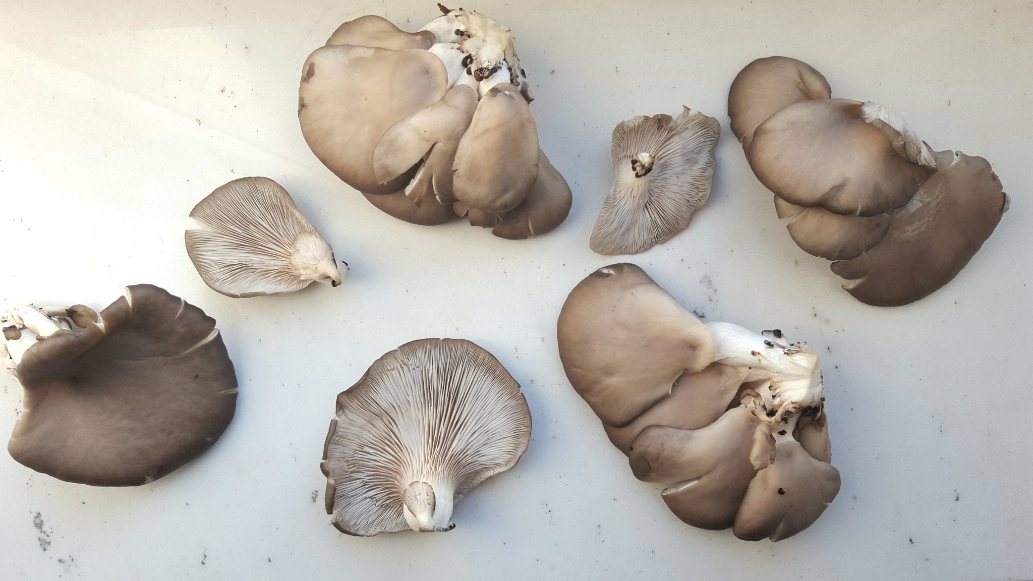 bukovace | Mama, ja sam gladan